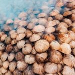 Lukad – An Online Journal of Pedagogy